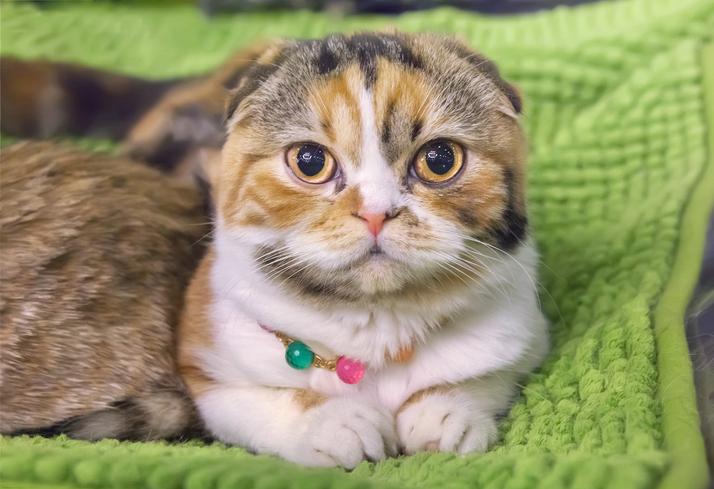 Highland Fold Cat - Breed Information and Photos