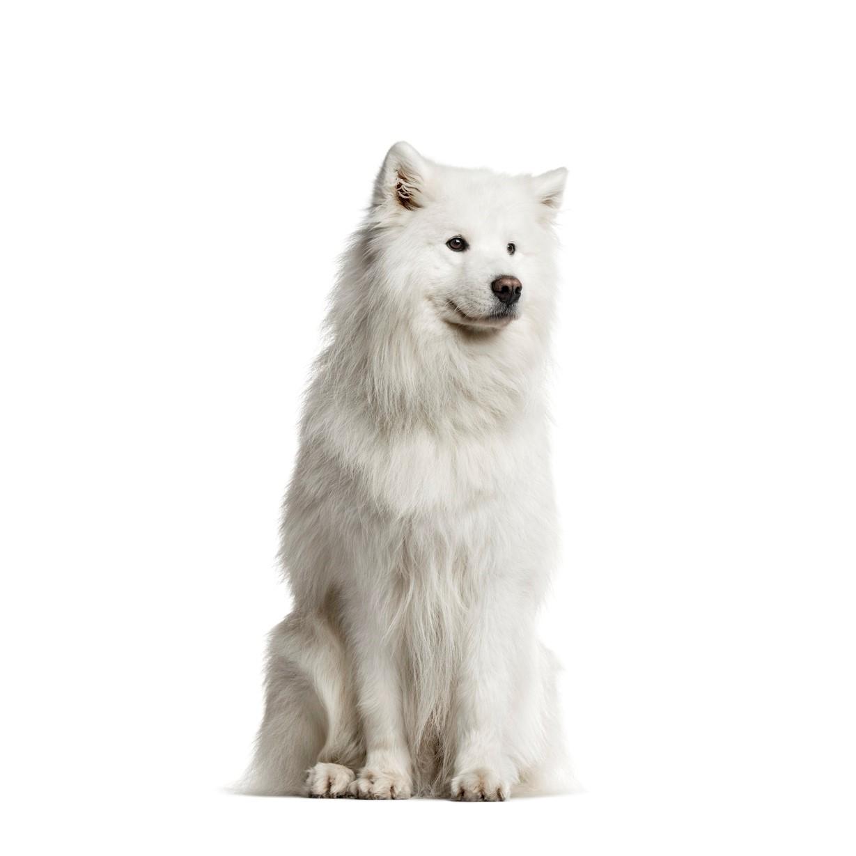 Dog Samoyed: traits, pictures and videos