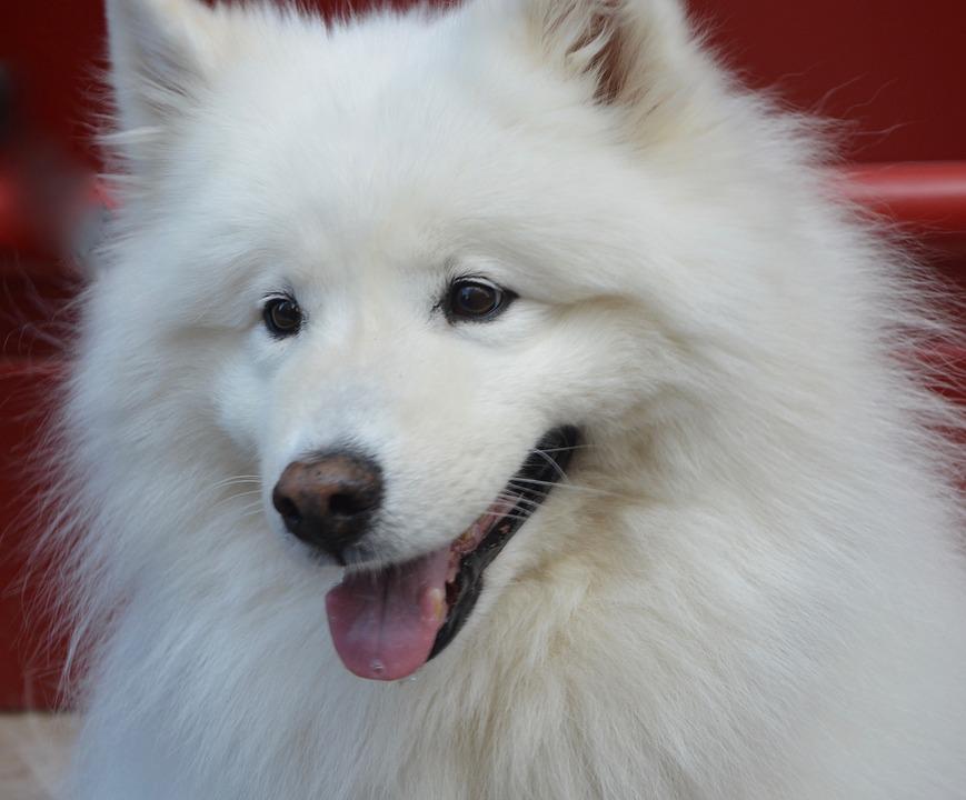 Dog Samoyed: traits, pictures and videos