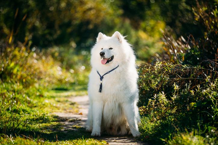 Dog Samoyed: traits, pictures and videos