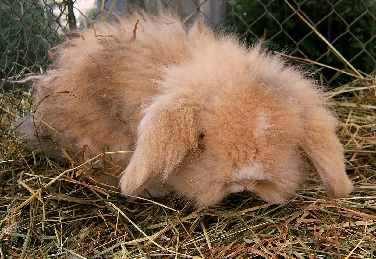 Lop Rabbit: traits and pictures