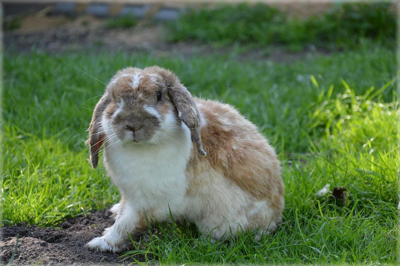 Lop Rabbit: traits and pictures