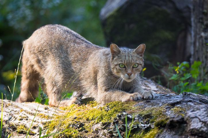 Wildcat Cat Breed- Origin, Characteristics, Character, Care & Heath