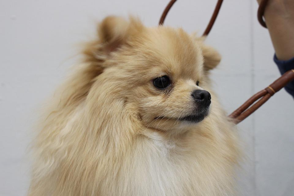 Dog Pomeranian: traits, pictures and videos
