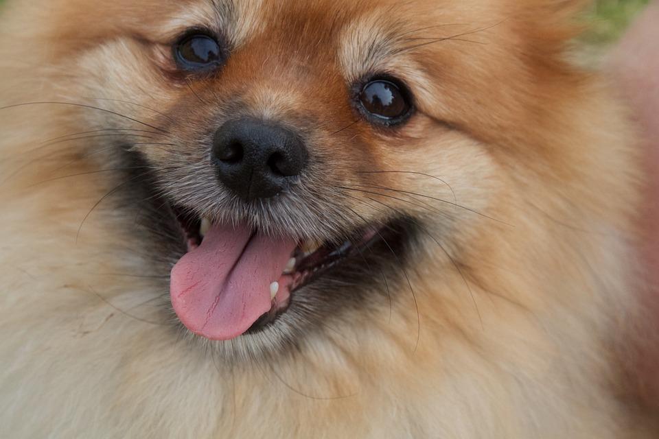 Dog Pomeranian: traits, pictures and videos