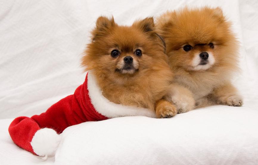Dog Pomeranian: traits, pictures and videos