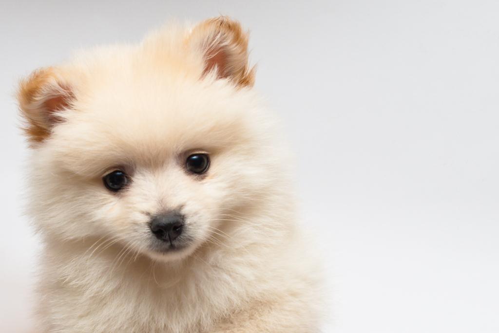 Dog Pomeranian: traits, pictures and videos