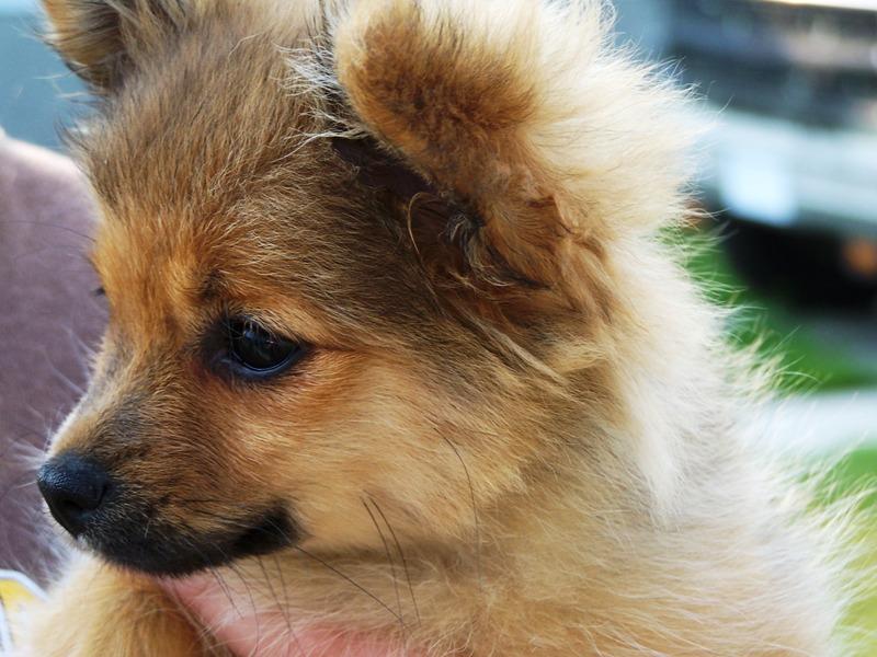 Dog Pomeranian: traits, pictures and videos