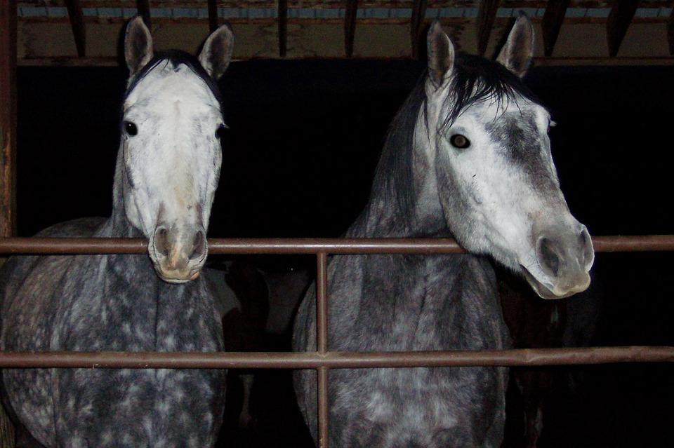 Characteristics, Care and Health of Andalusian Horses