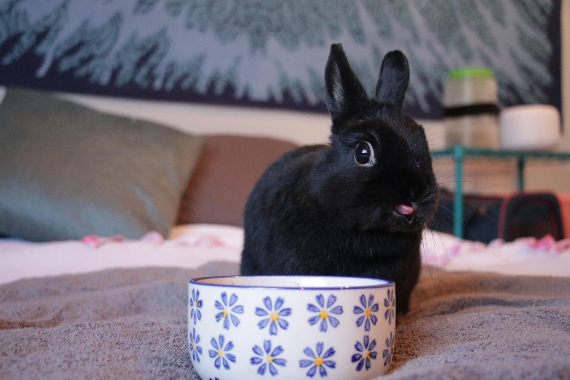 Alaska Rabbit - Complete pet guide!