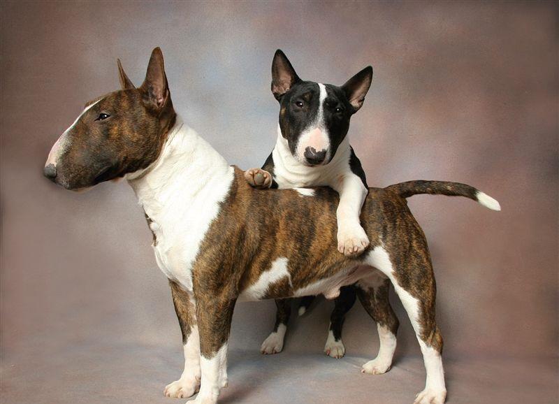 Dog Miniature Bull Terrier: traits and pictures