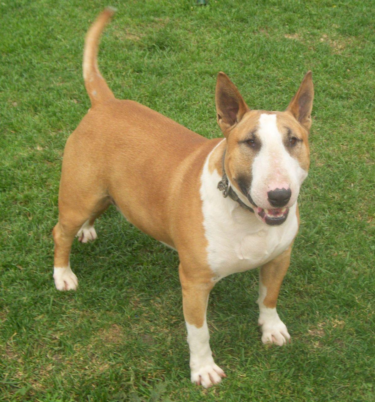 Dog Miniature Bull Terrier: traits and pictures