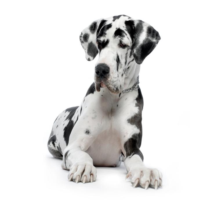 Dog Great Dane: traits and pictures