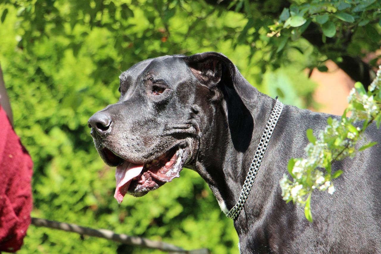 Dog Great Dane: traits and pictures