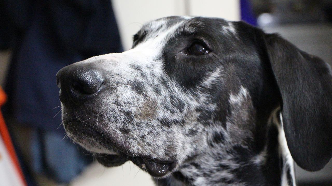 Dog Great Dane: traits and pictures