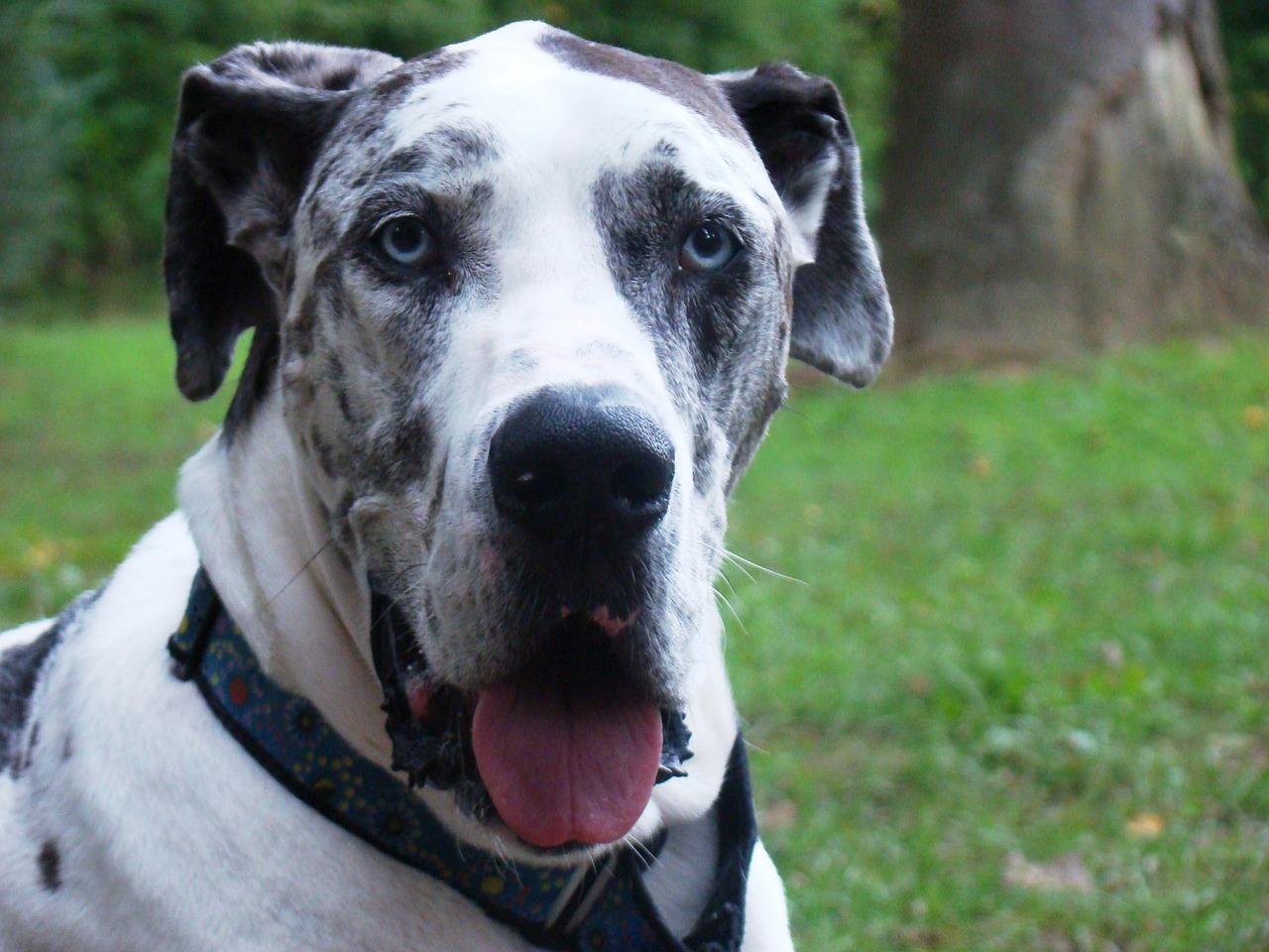 Dog Great Dane: traits and pictures