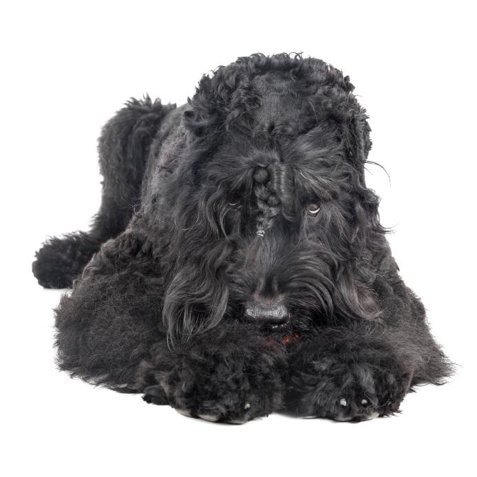 Dog Black Russian Terrier: traits and pictures
