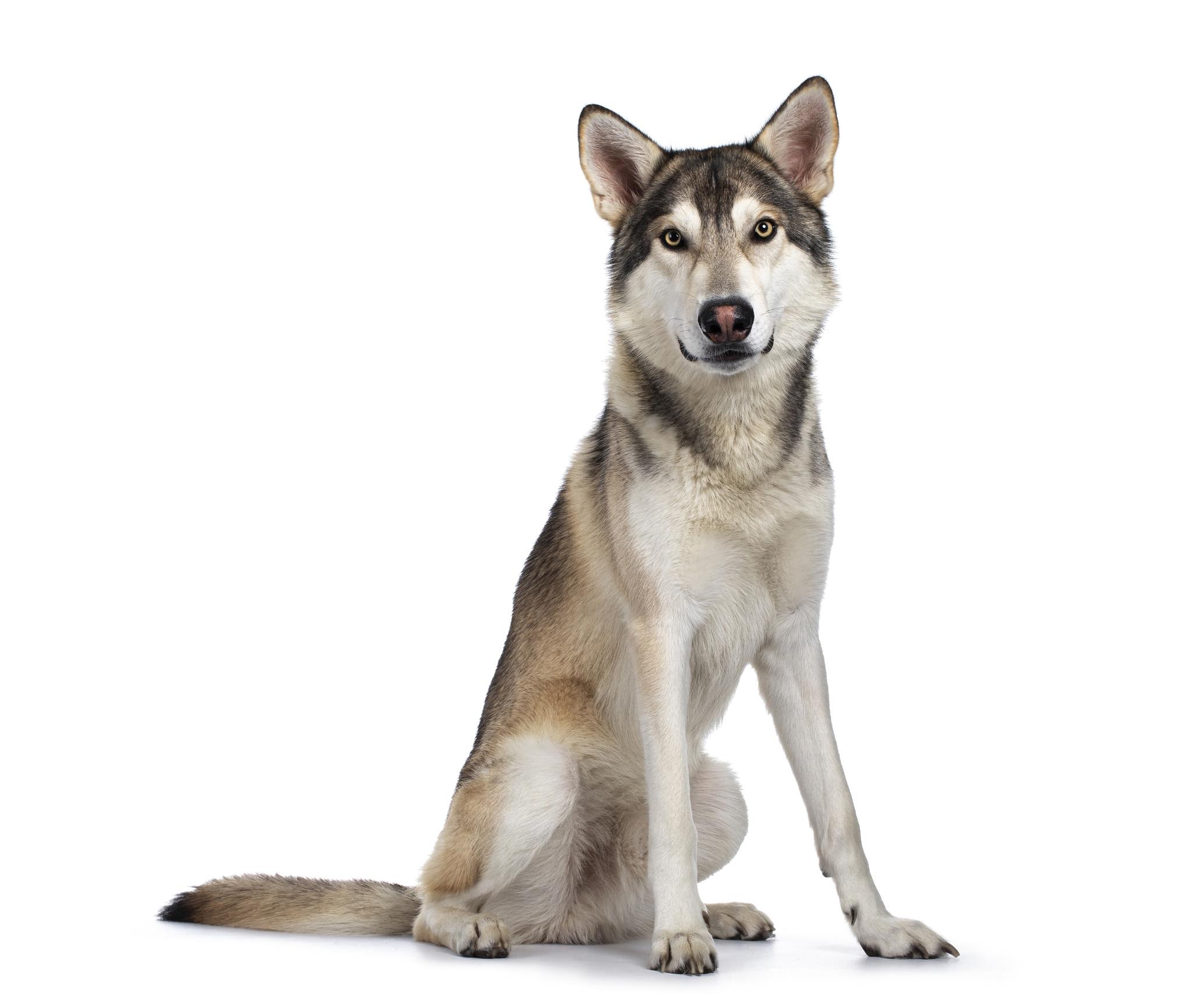 Tamaskan - Breed Information With Photos