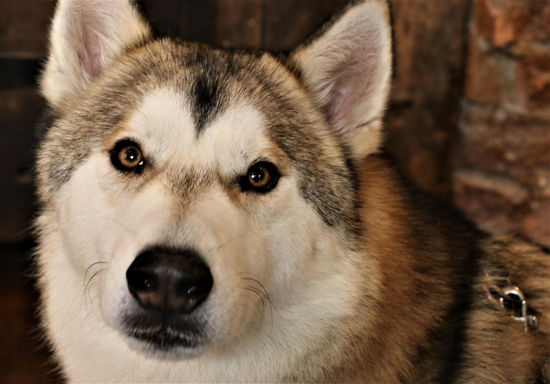 Tamaskan - Breed Information With Photos