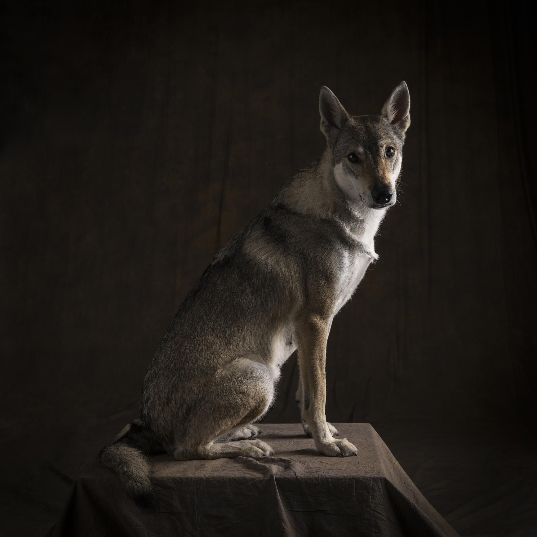 Tamaskan - Breed Information With Photos