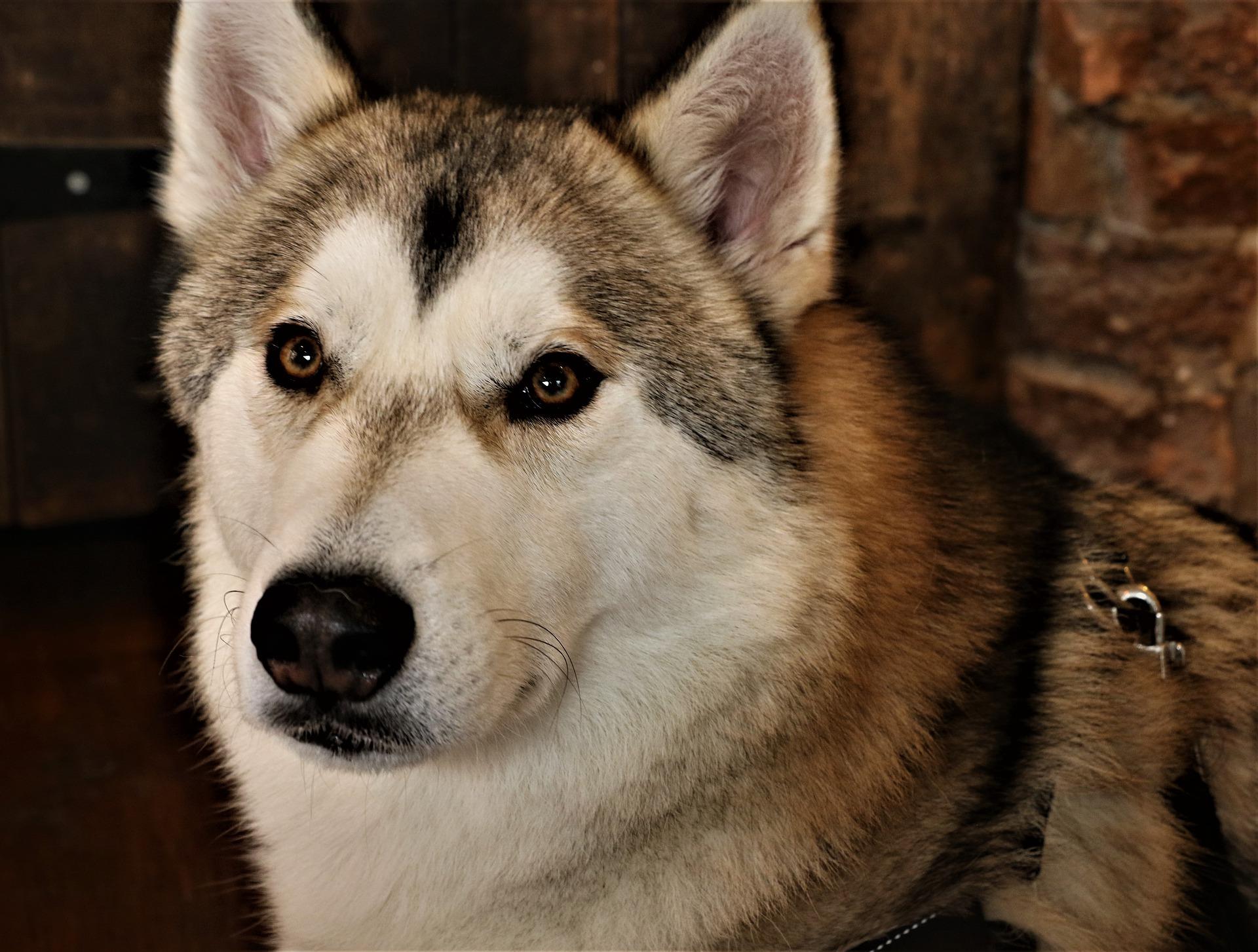 Tamaskan - Breed Information With Photos