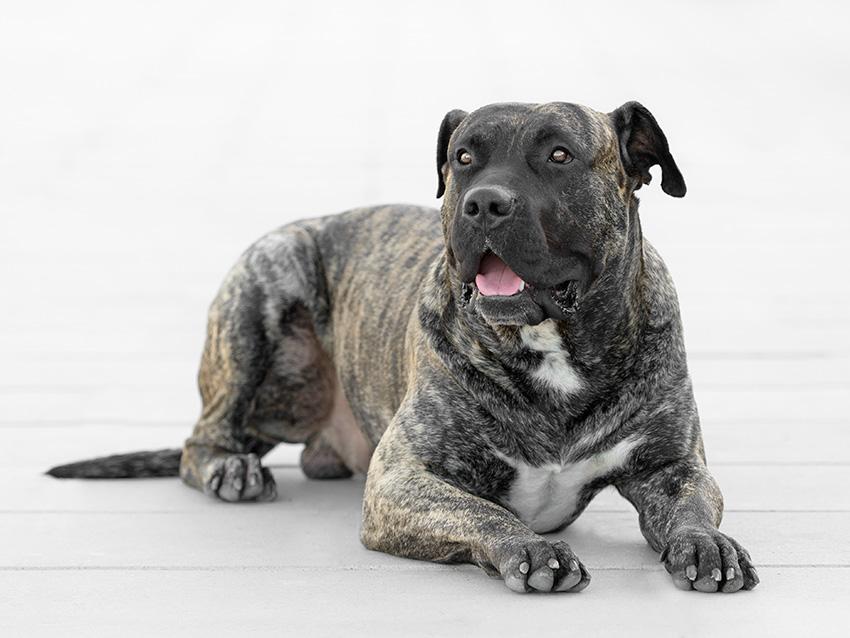 Dog Canary Mastiff (Presa Canario): traits and pictures