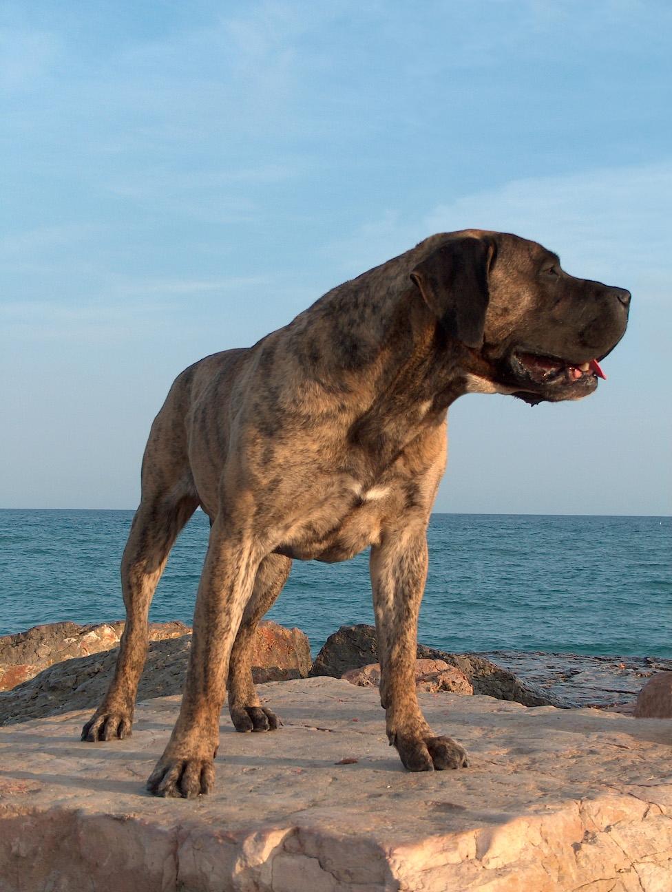 Dog Canary Mastiff (Presa Canario): traits and pictures