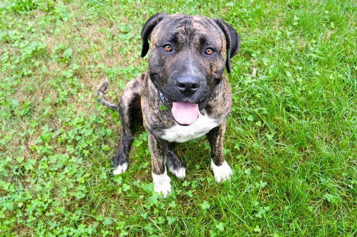 Dog Canary Mastiff (Presa Canario): traits and pictures