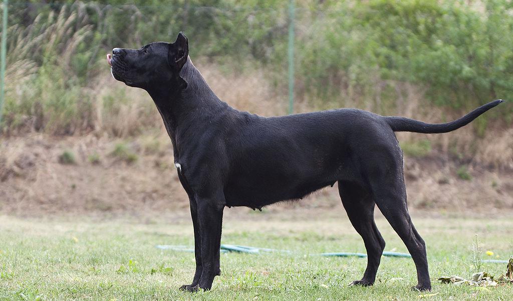 Dog Canary Mastiff (Presa Canario): traits and pictures