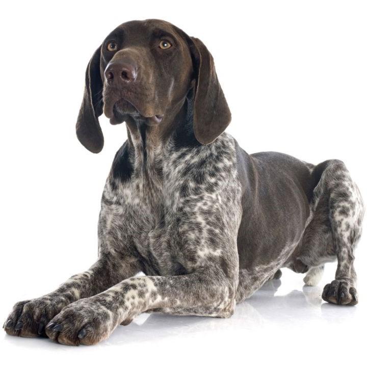 Dog German Shorthaired Pointer: traits and pictures