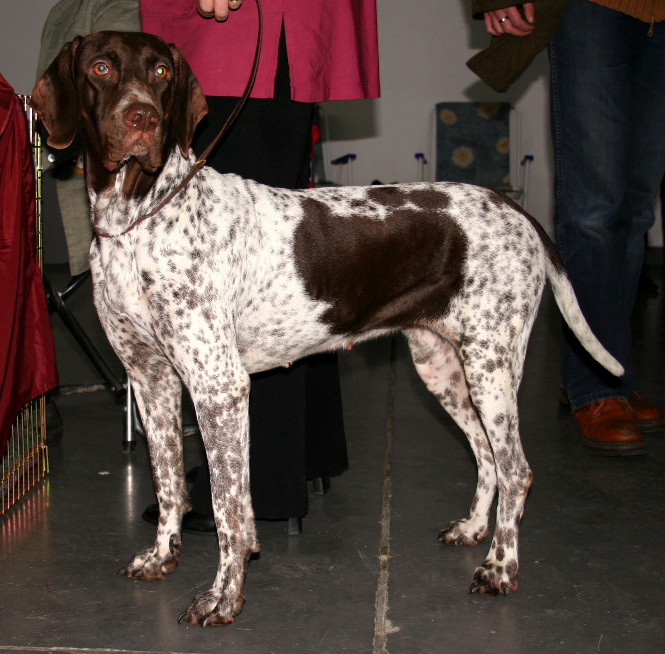 Dog German Shorthaired Pointer: traits and pictures