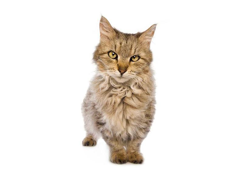 Skookum Cat - Breed Information With Photos