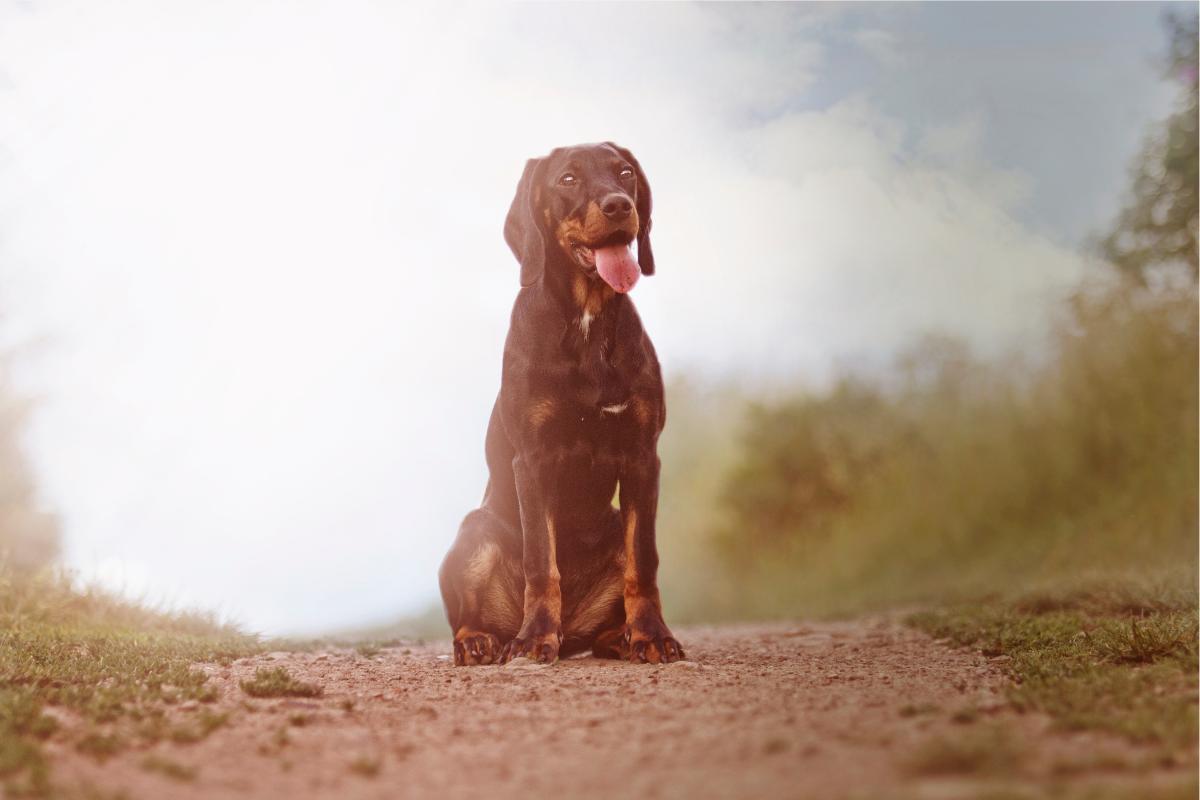 Polish Hound Dog Breed Care and Characteristics