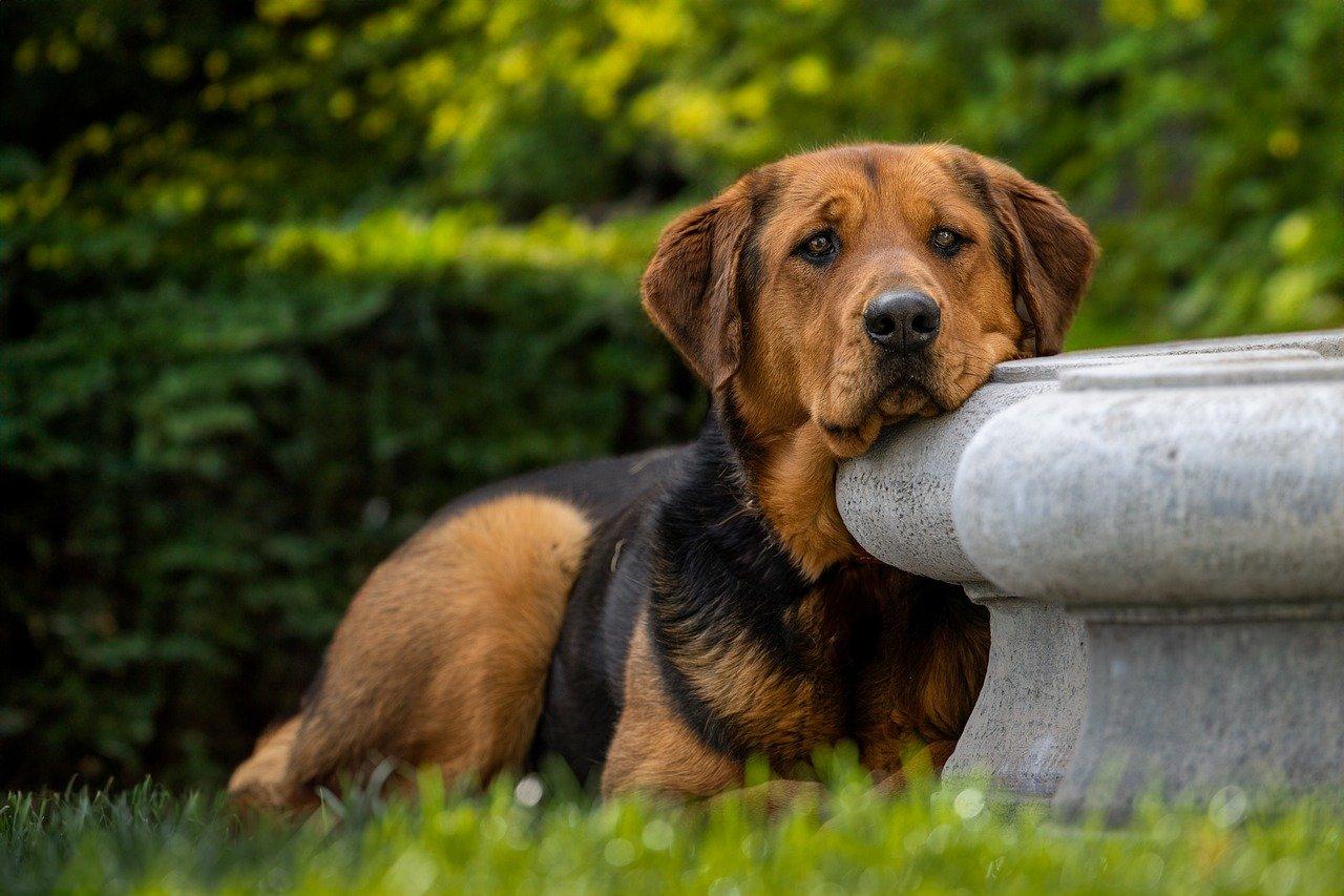Polish Hound Dog Breed Care and Characteristics