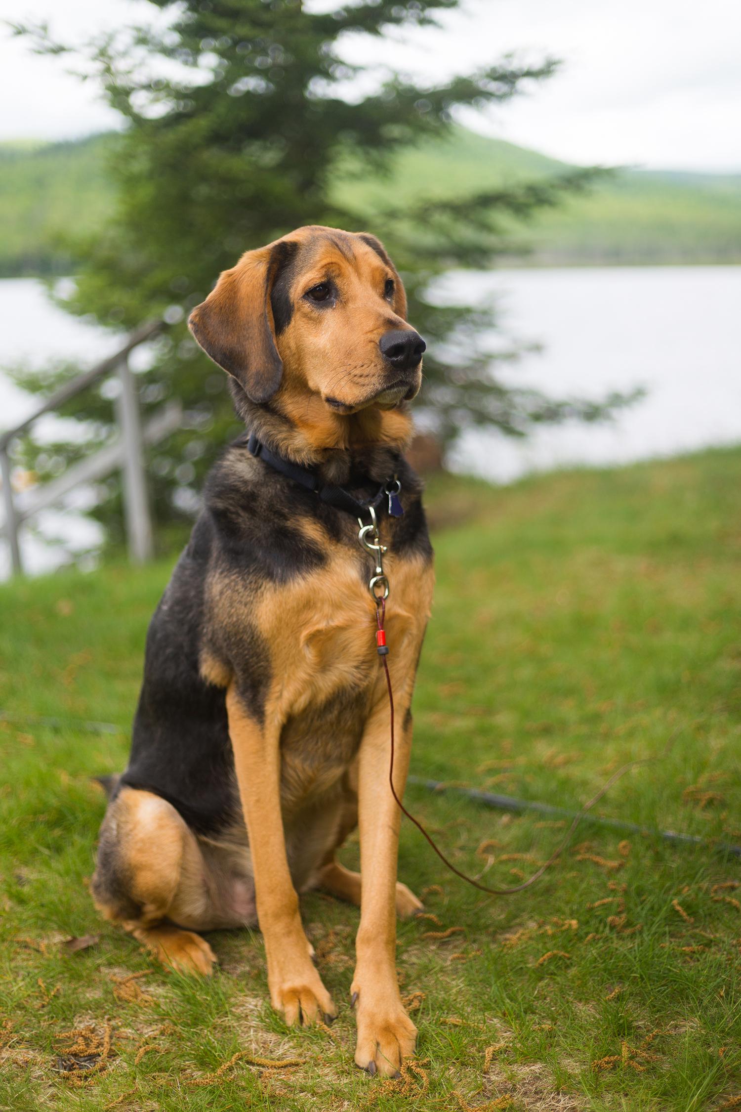 Polish Hound Dog Breed Care and Characteristics