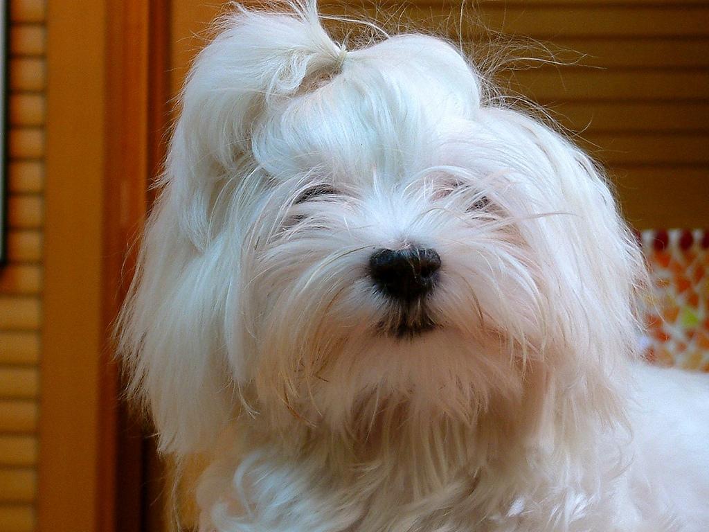 Dog Maltese: traits and pictures