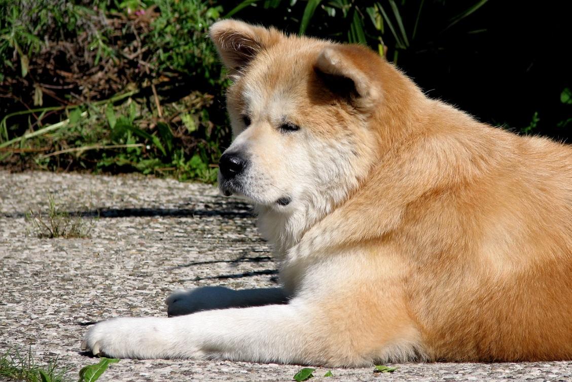 Dog Akita Inu: traits and pictures