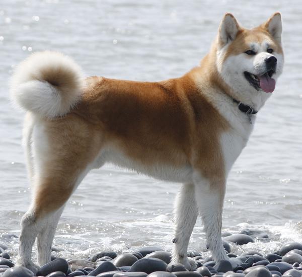 Dog Akita Inu: traits and pictures