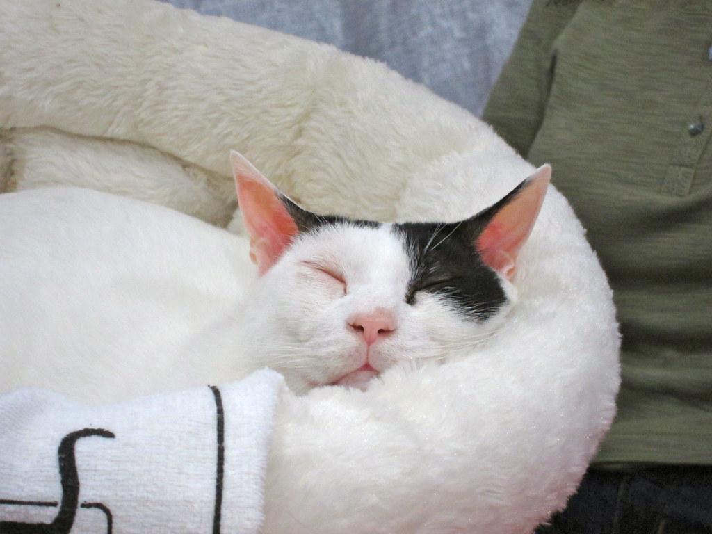 Japanese bobtail - Origin, Care, Appearance and Characteristics