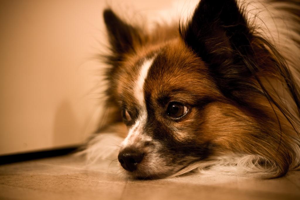 Dog Papillon: traits and pictures