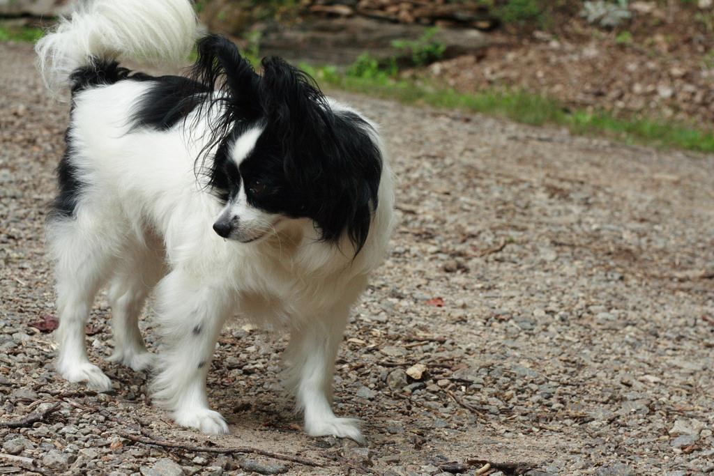 Dog Papillon: traits and pictures