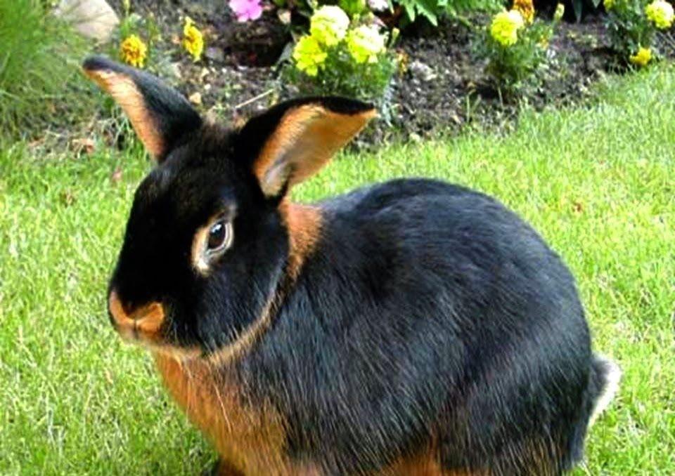 Rex rabbit: traits and pictures