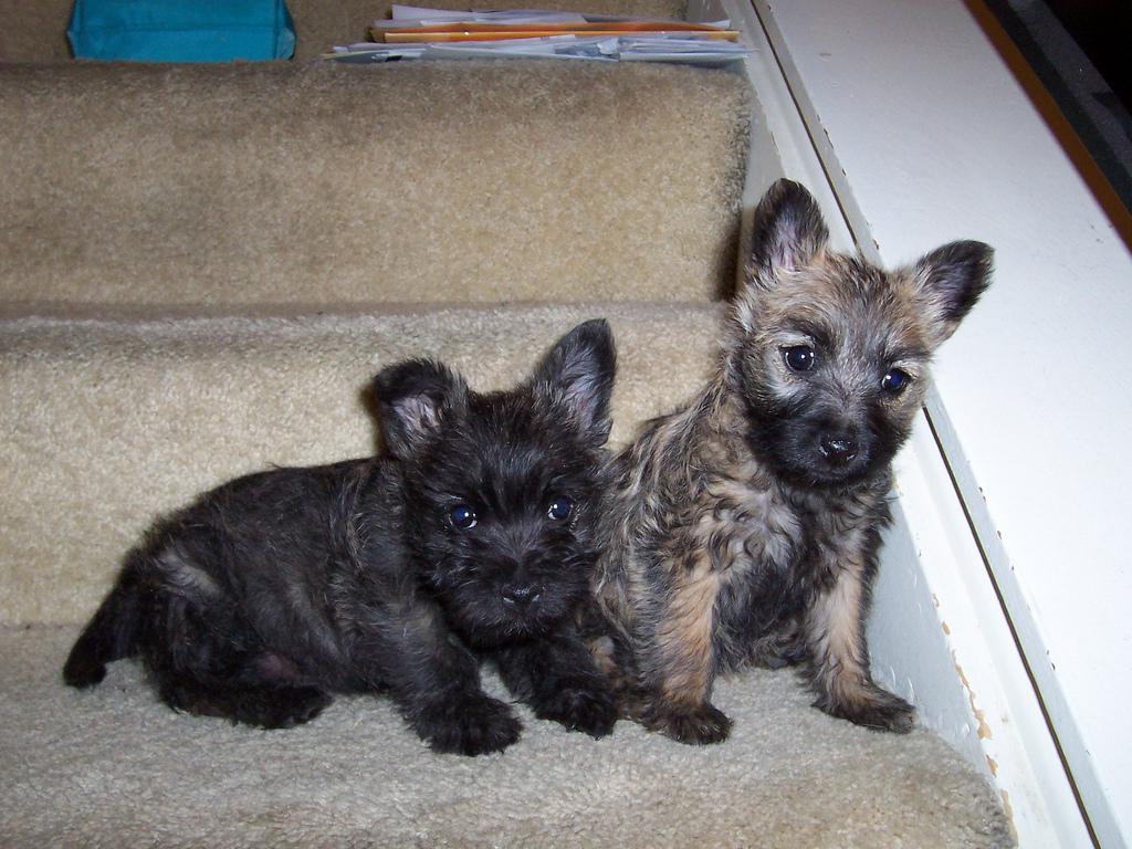 Dog Cairn terrier: traits and pictures