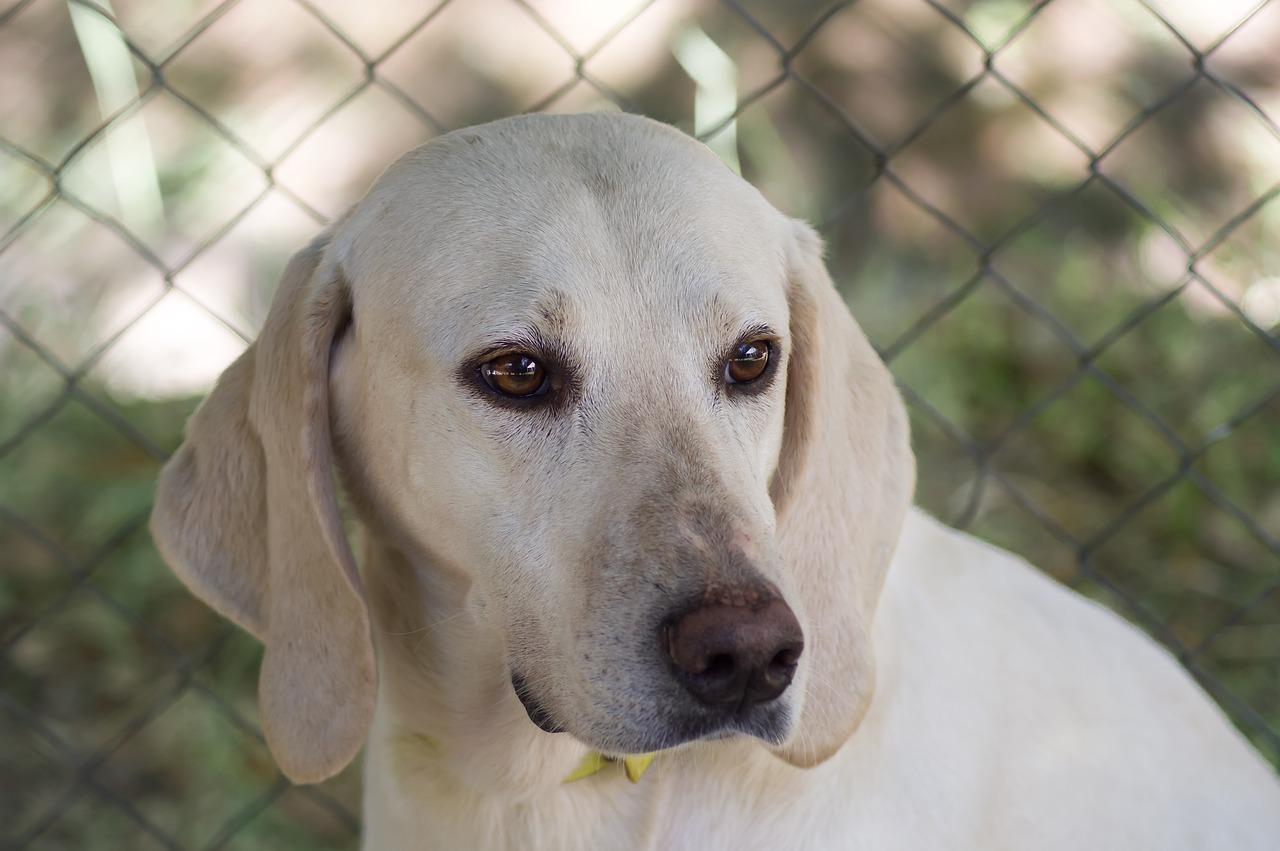 Dog Billy: traits and pictures