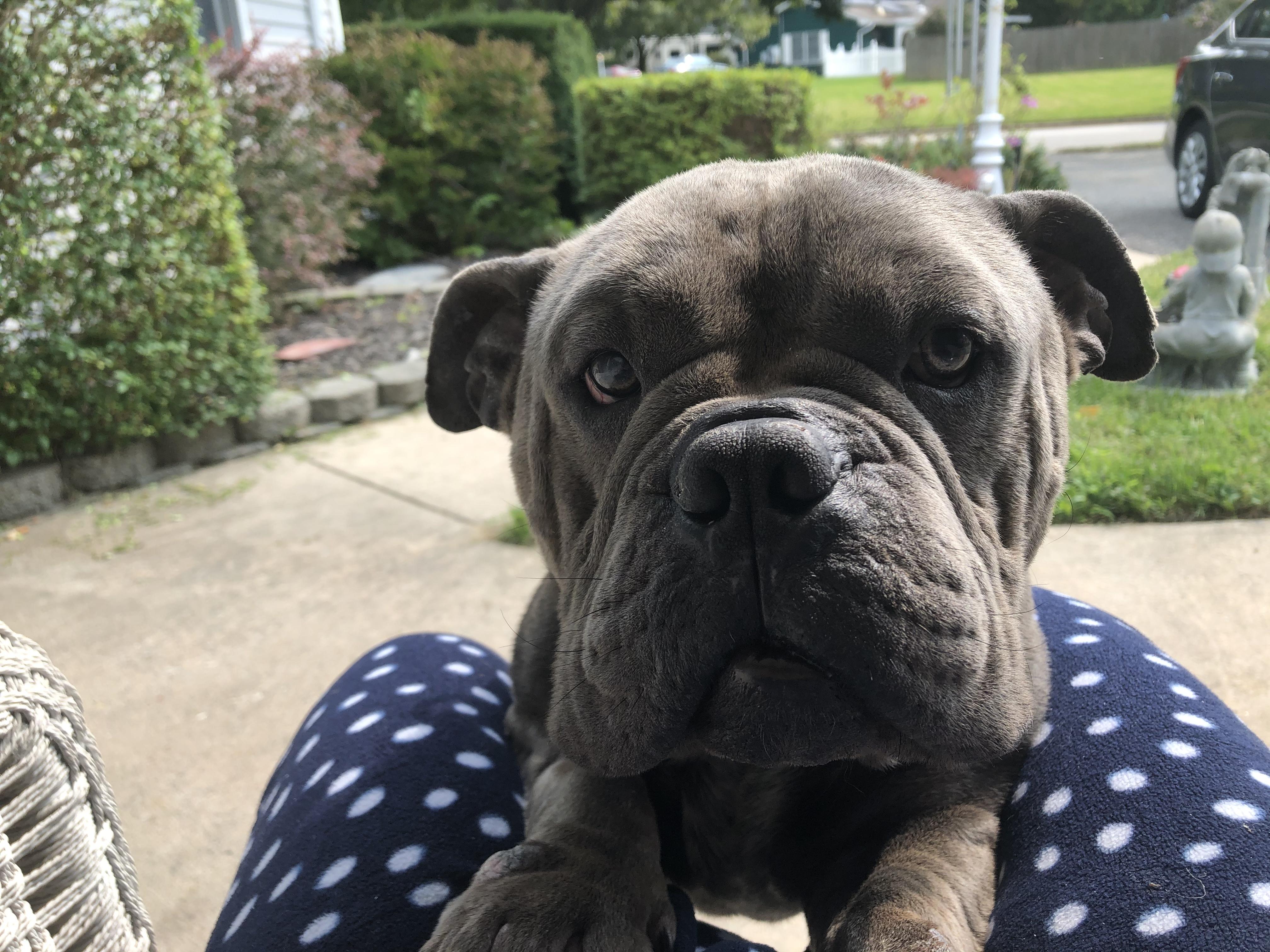 Dog American Bully: traits and pictures