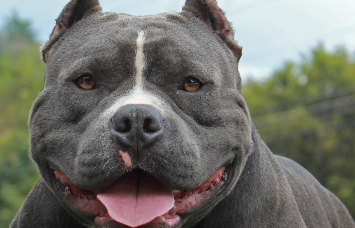 Dog American Bully: traits and pictures