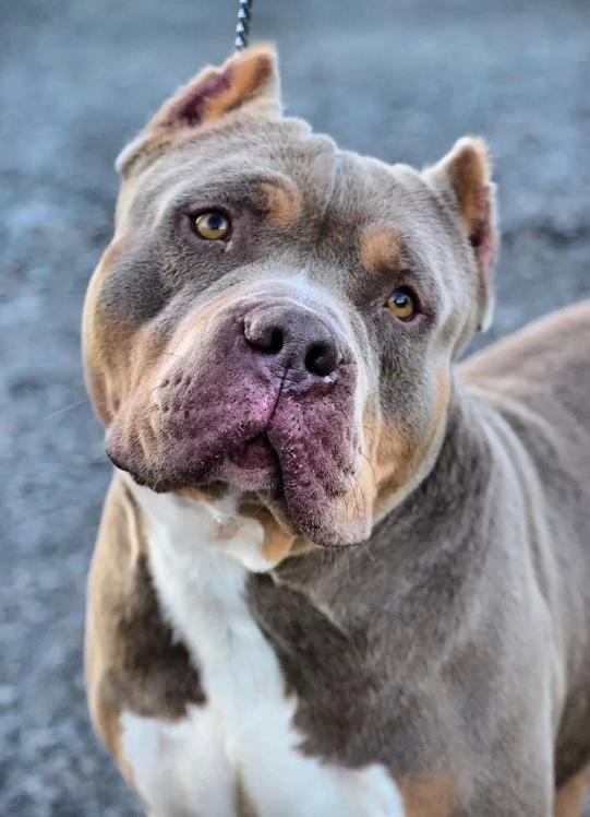 Dog American Bully: traits and pictures