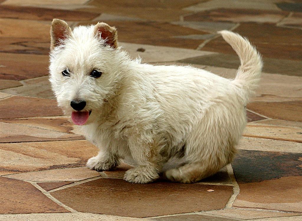 Dog Scottish Terrier: traits and pictures