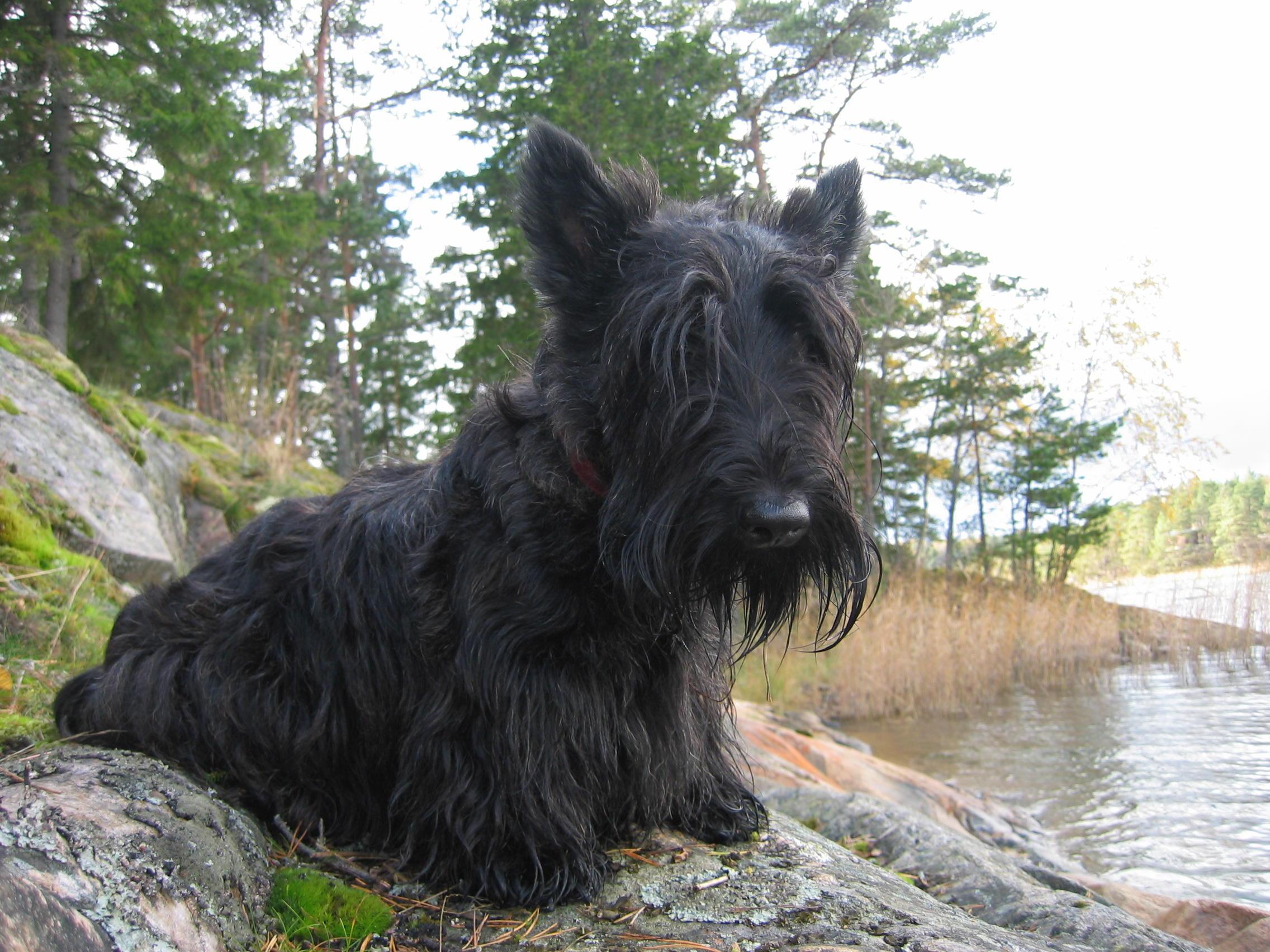 Dog Scottish Terrier: traits and pictures