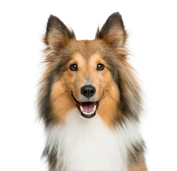 Shetland Sheepdog: traits and pictures